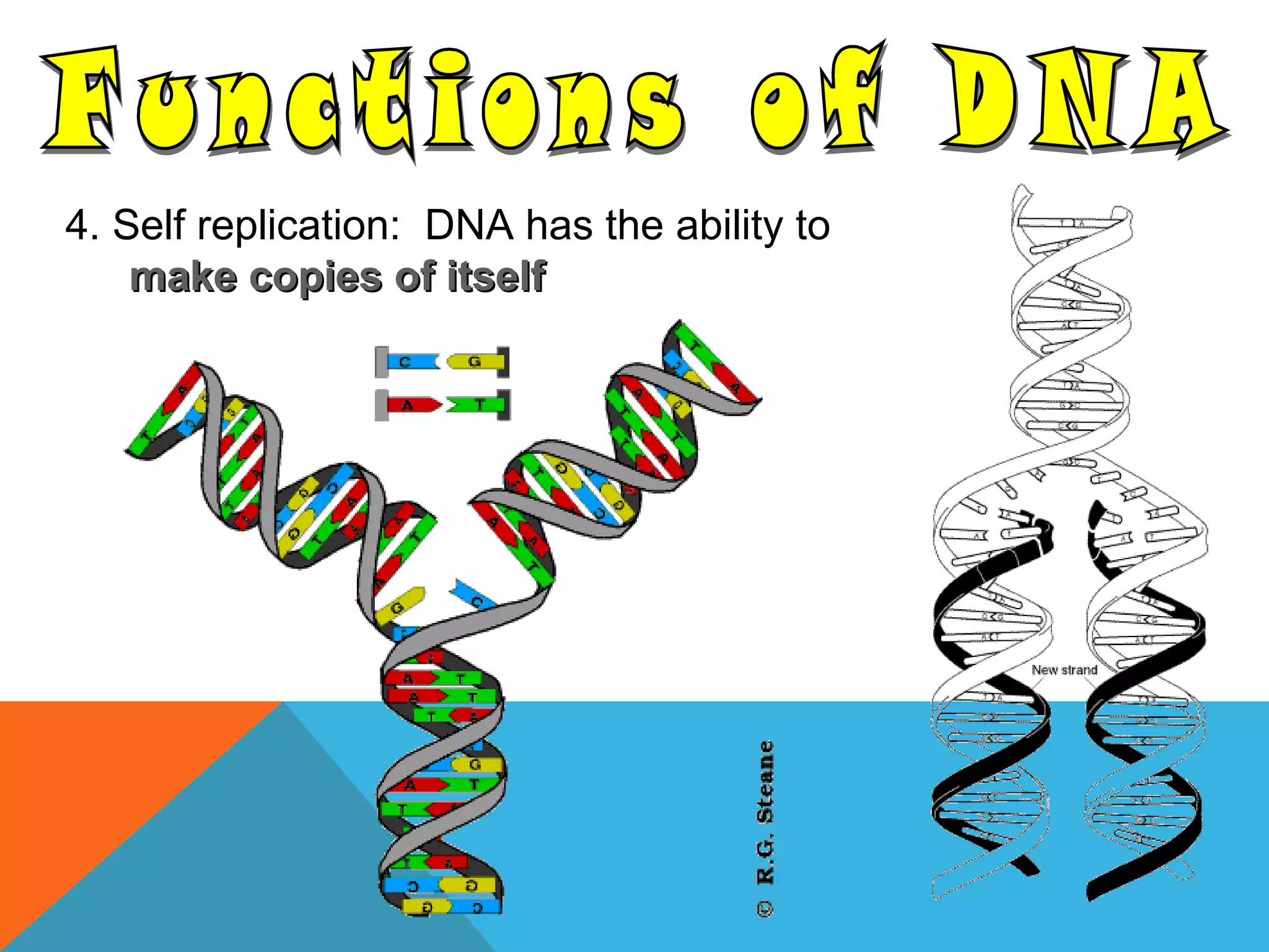 Dna 9th grade | PPT