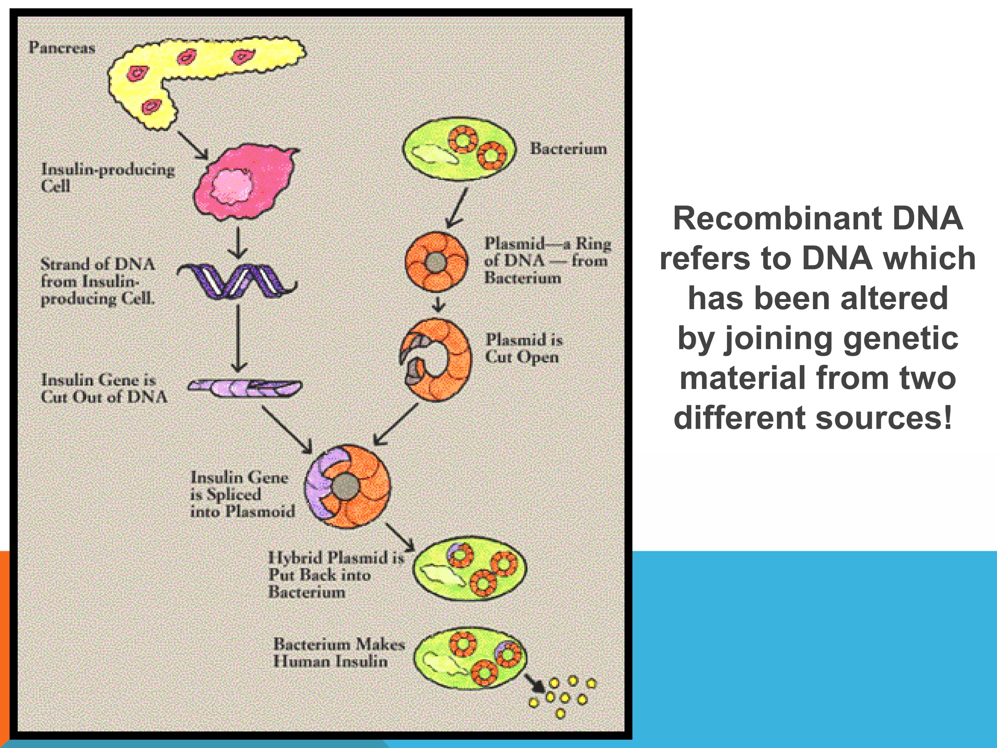 Dna 9th grade | PPT