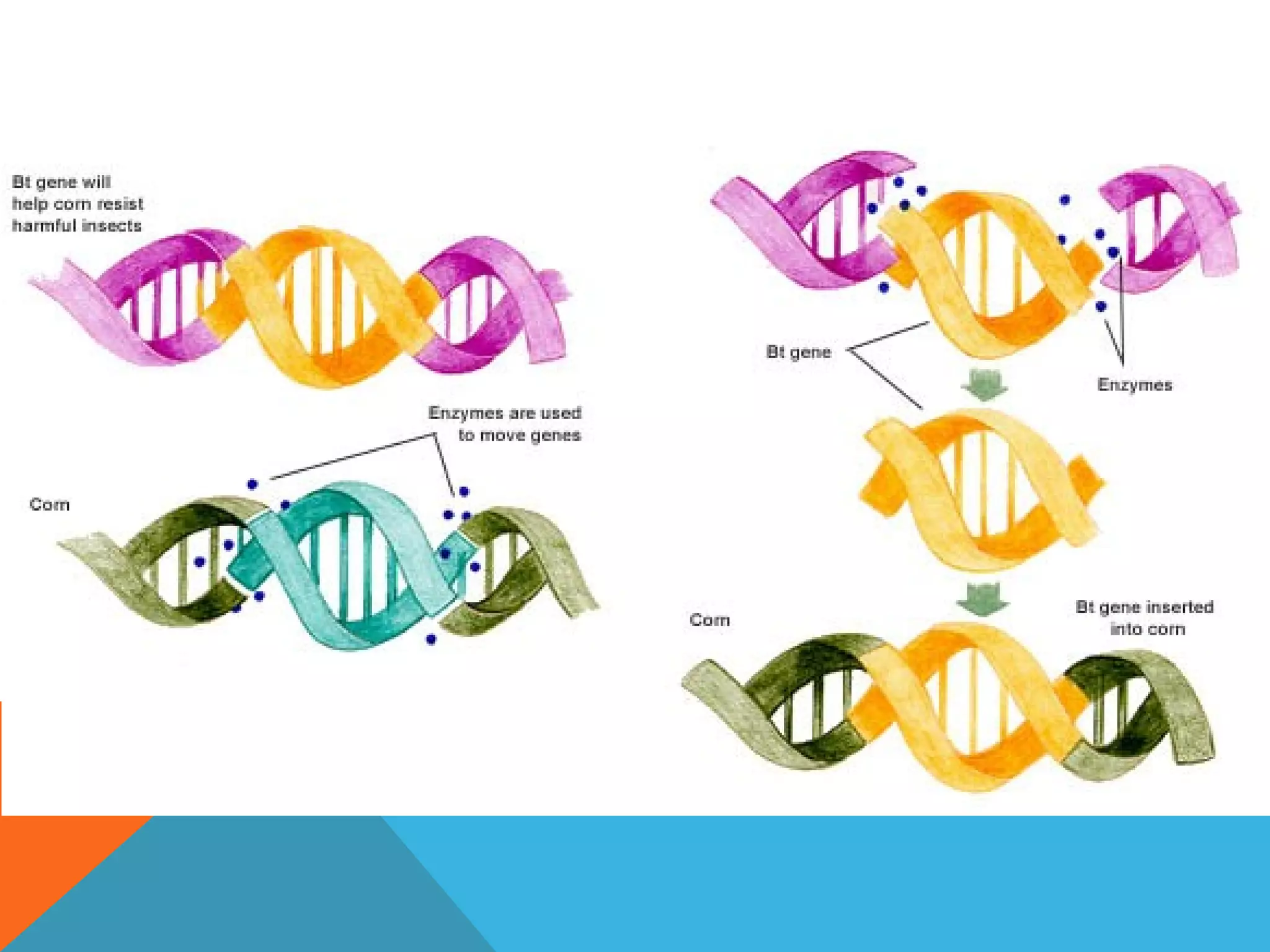 Dna 9th grade | PPT