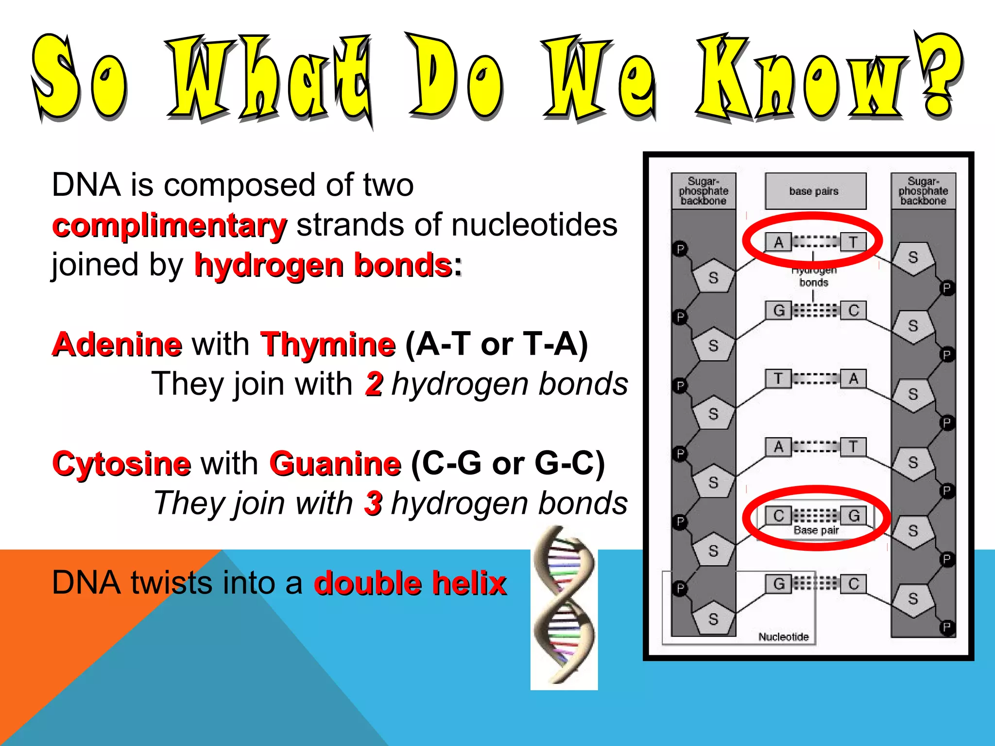 Dna 9th grade | PPT