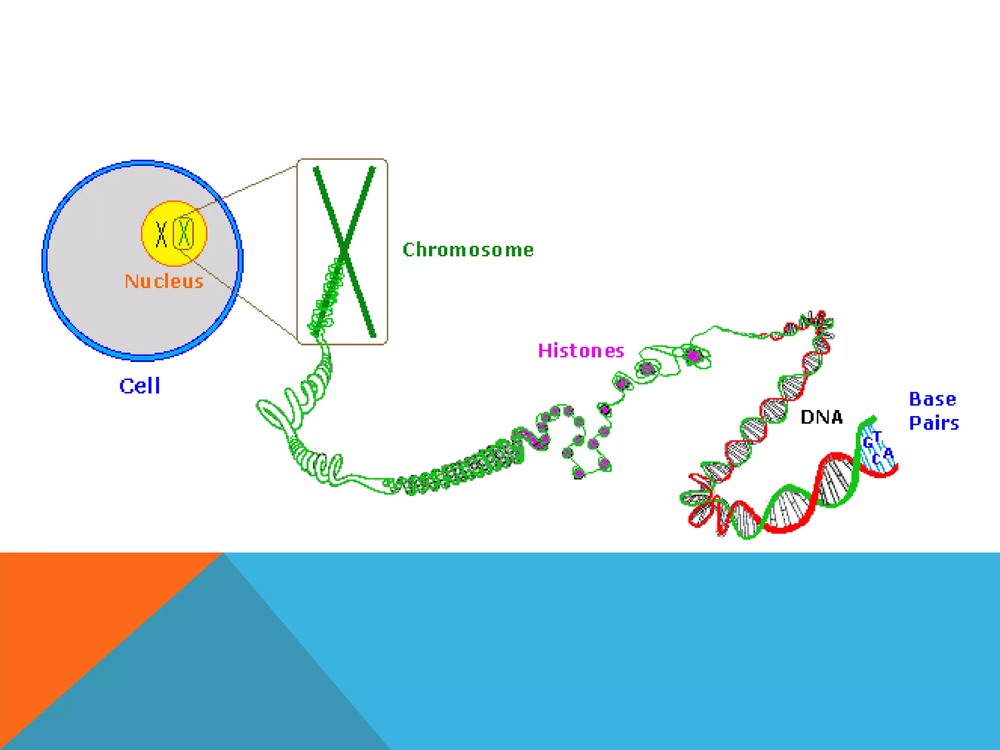 Dna 9th grade | PPT
