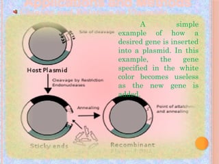 Deoxyribonucleic Acid Biotech AGAIN.pptx