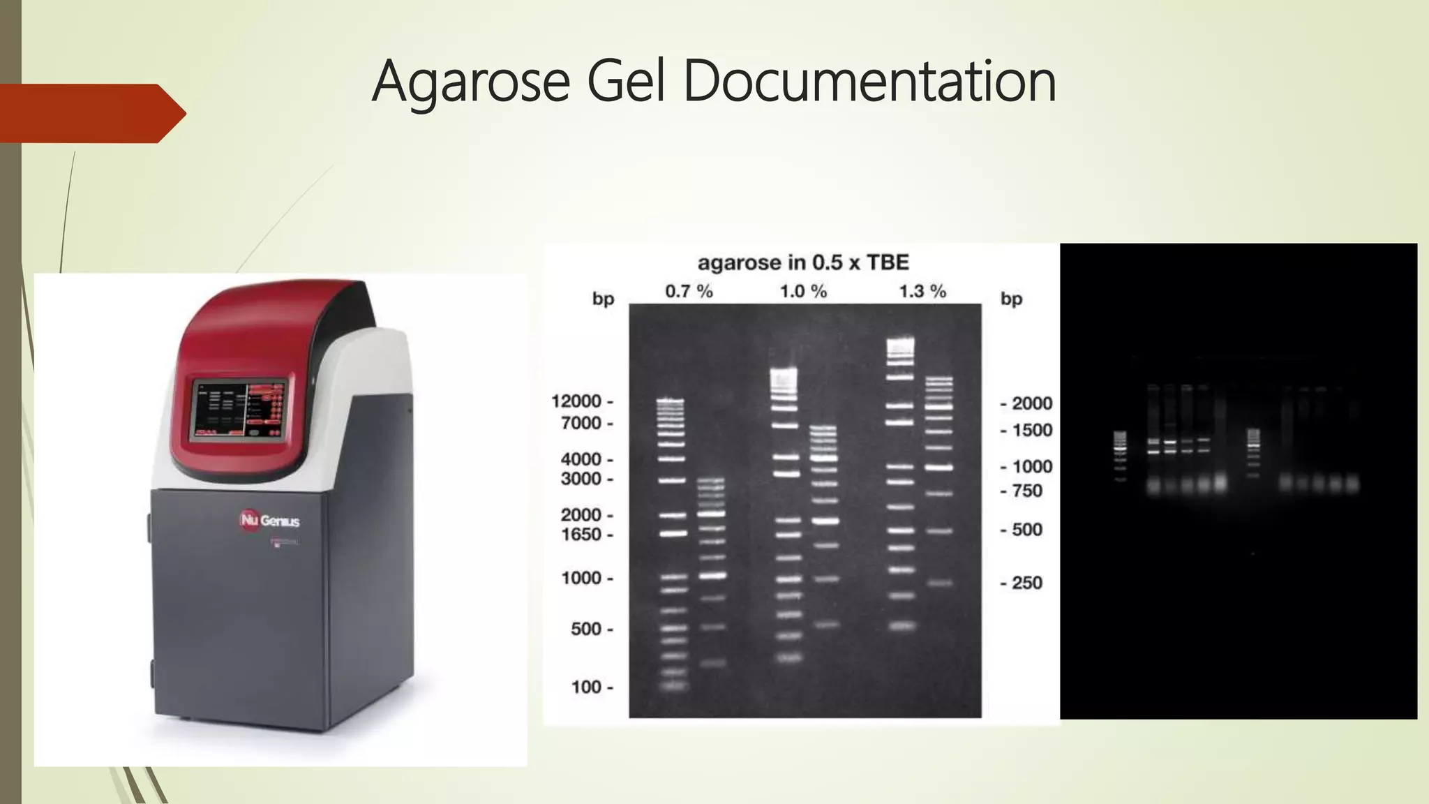 DNA agarose gel electrophoresis | PPTX