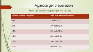 DNA agarose gel electrophoresis | PPTX
