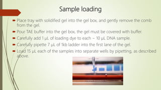 DNA agarose gel electrophoresis | PPT