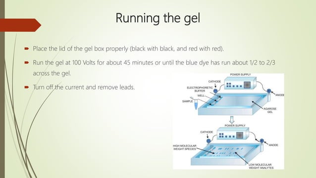 DNA agarose gel electrophoresis | PPT