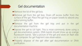 DNA agarose gel electrophoresis | PPT