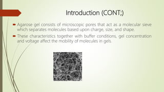 DNA agarose gel electrophoresis | PPT