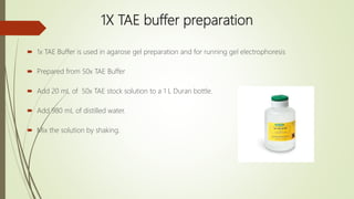 DNA agarose gel electrophoresis | PPT
