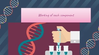 DNA AMPLIFICATION-theory.pptx.pdf