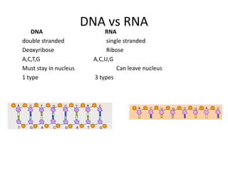 Dna and cell cycle | PPTX