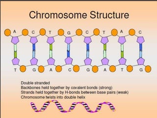 Dna and cell cycle | PPTX