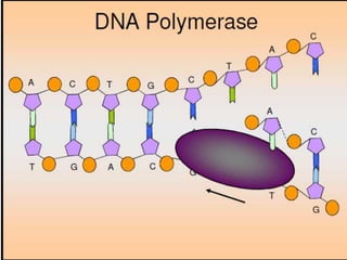 Dna and cell cycle | PPTX