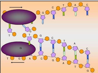 Dna and cell cycle | PPTX