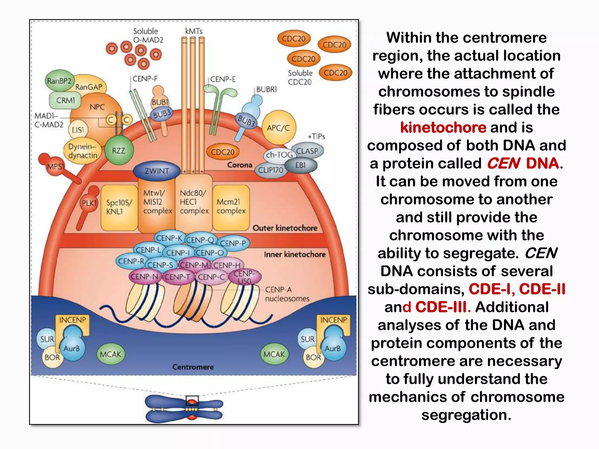 Dna and chromosomes | PPTX