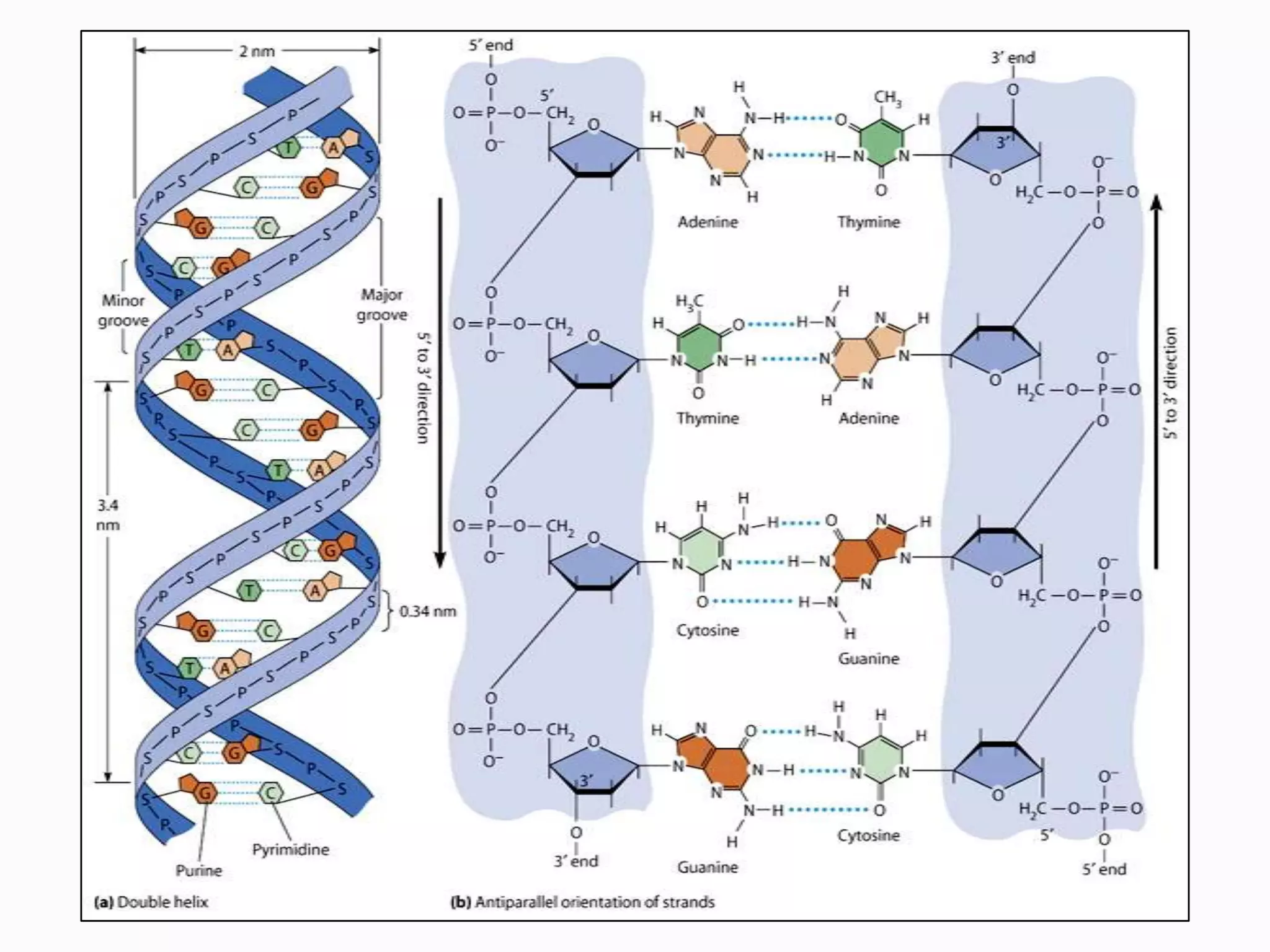 Dna and chromosomes | PPTX