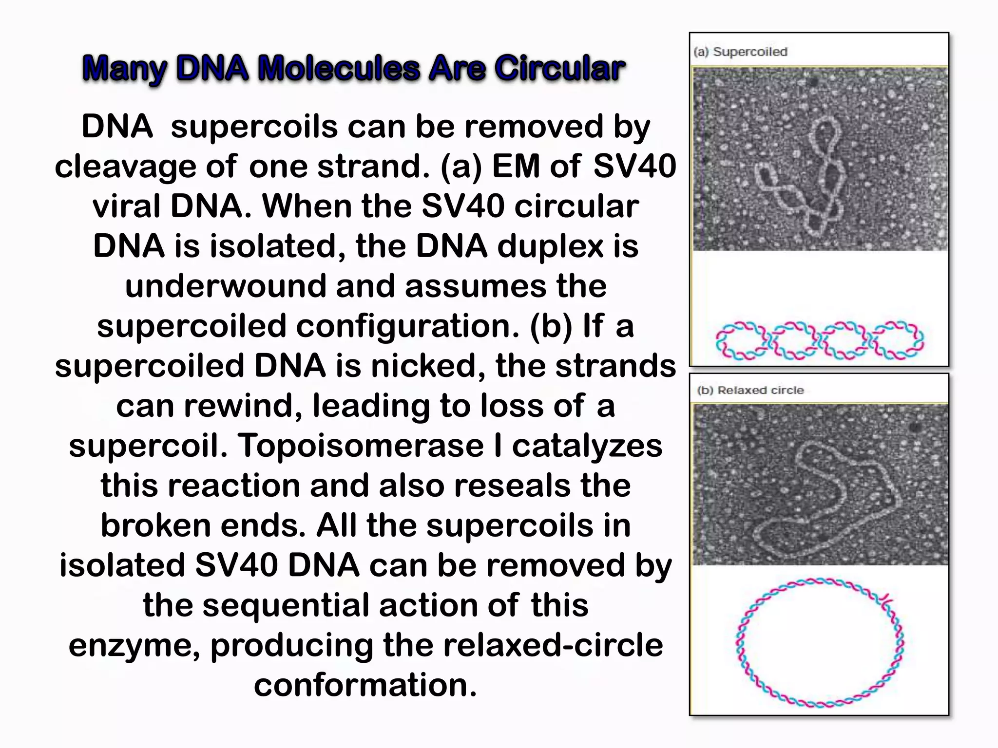 Dna and chromosomes | PPTX