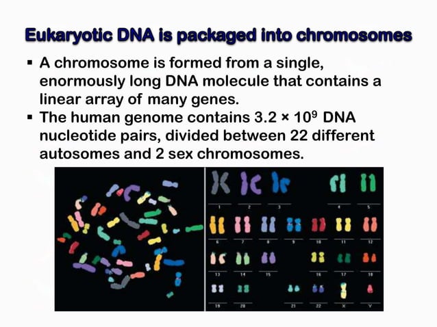 Dna and chromosomes | PPTX