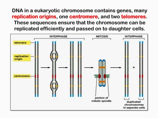 Dna and chromosomes | PPTX