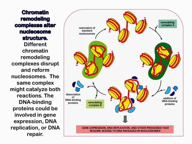 Dna and chromosomes | PPTX
