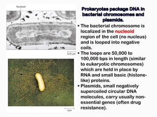 Dna and chromosomes | PPTX