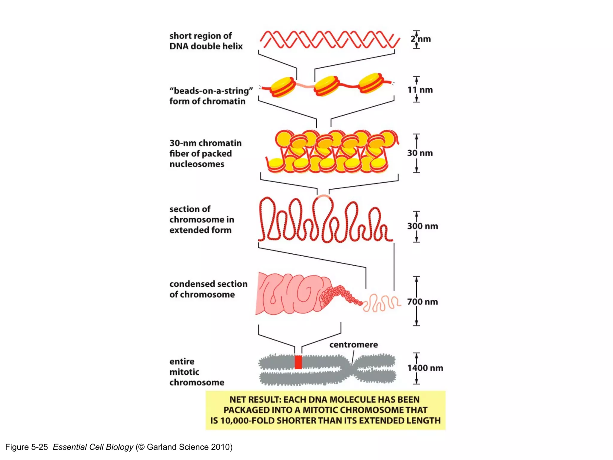 Dna and chromosome structure | PDF