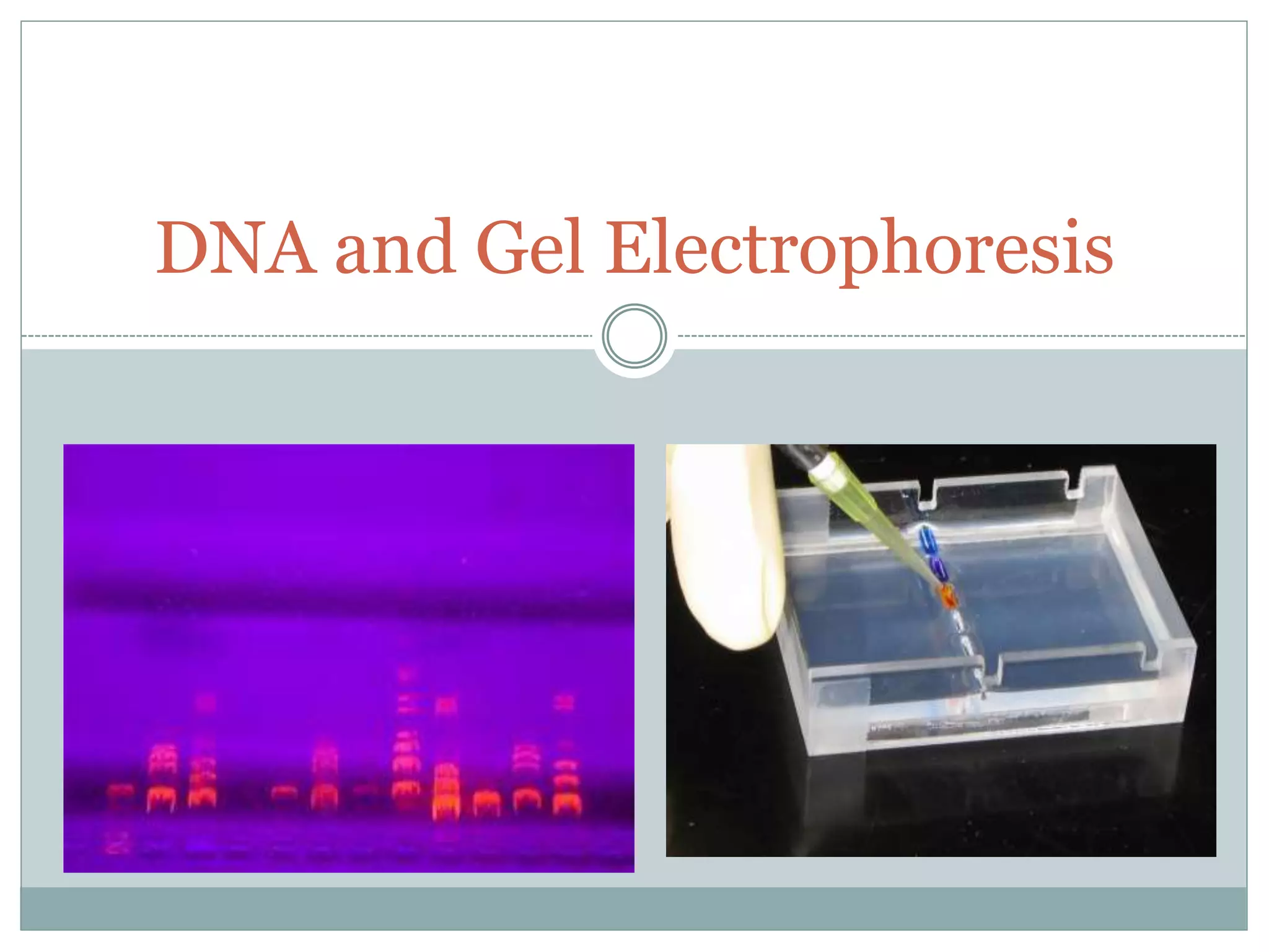 Dna and Gel Electrophoresis | PPTX