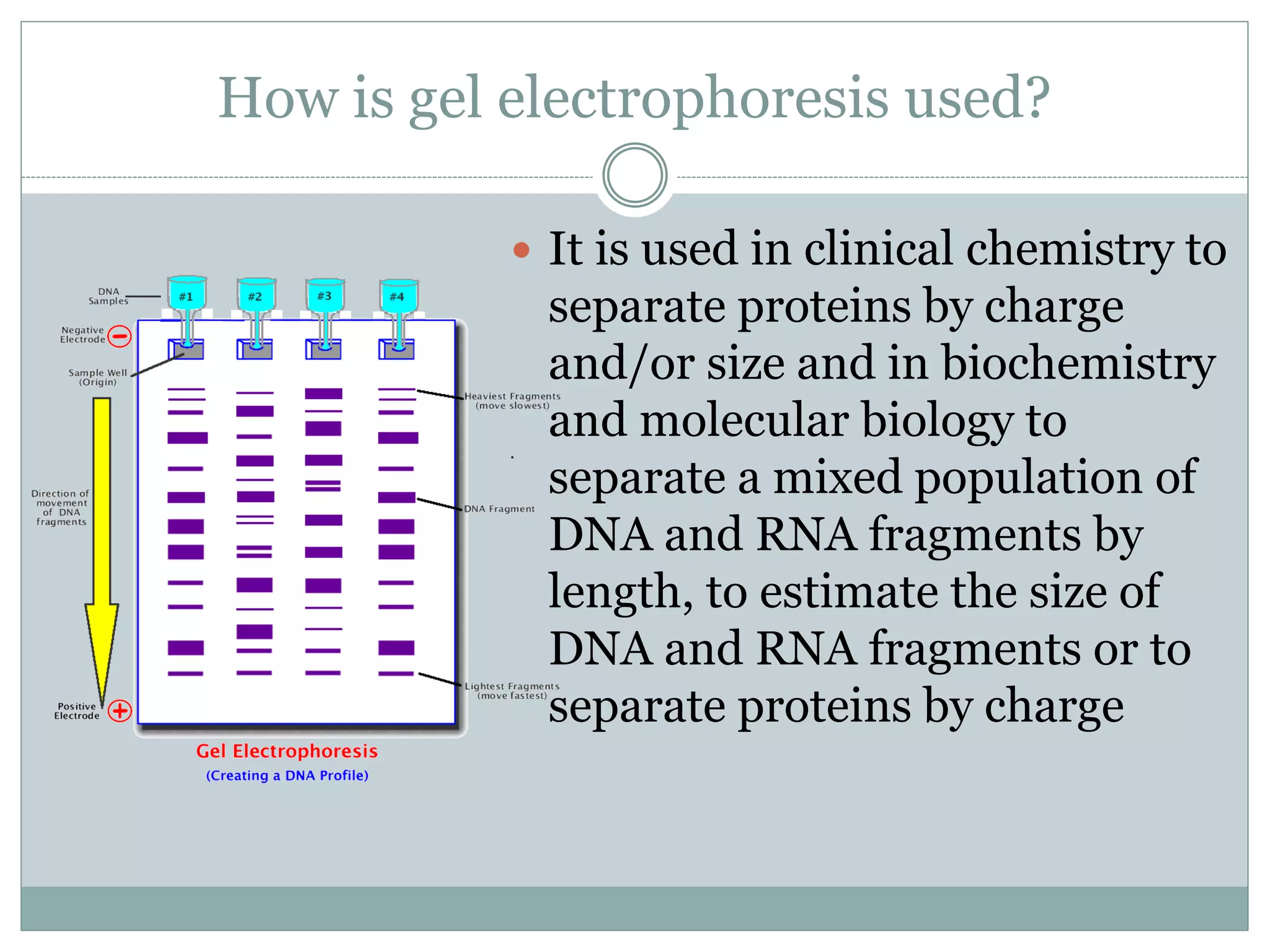 Dna and Gel Electrophoresis | PPTX