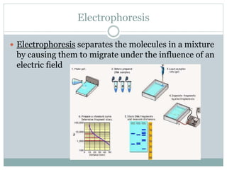 Dna and Gel Electrophoresis | PPTX