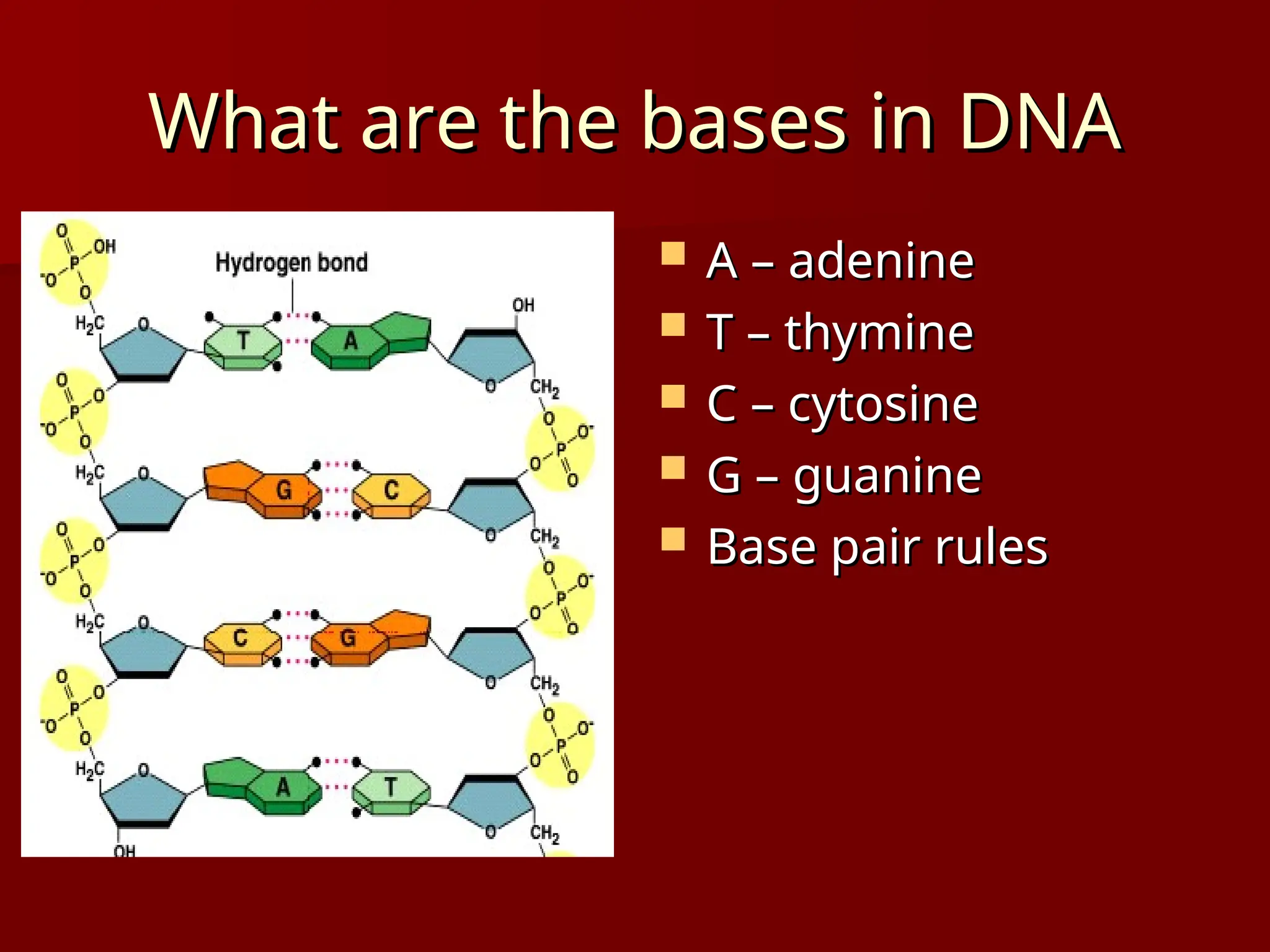 Power Point Presentation on DNA and Gene Expression.ppt