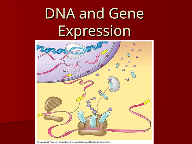 Power Point Presentation on DNA and Gene Expression.ppt
