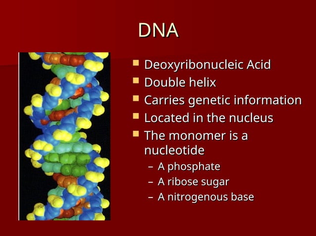 Power Point Presentation on DNA and Gene Expression.ppt
