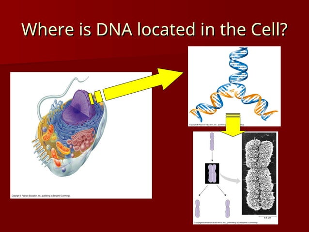 Power Point Presentation on DNA and Gene Expression.ppt