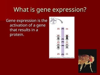Power Point Presentation on DNA and Gene Expression.ppt