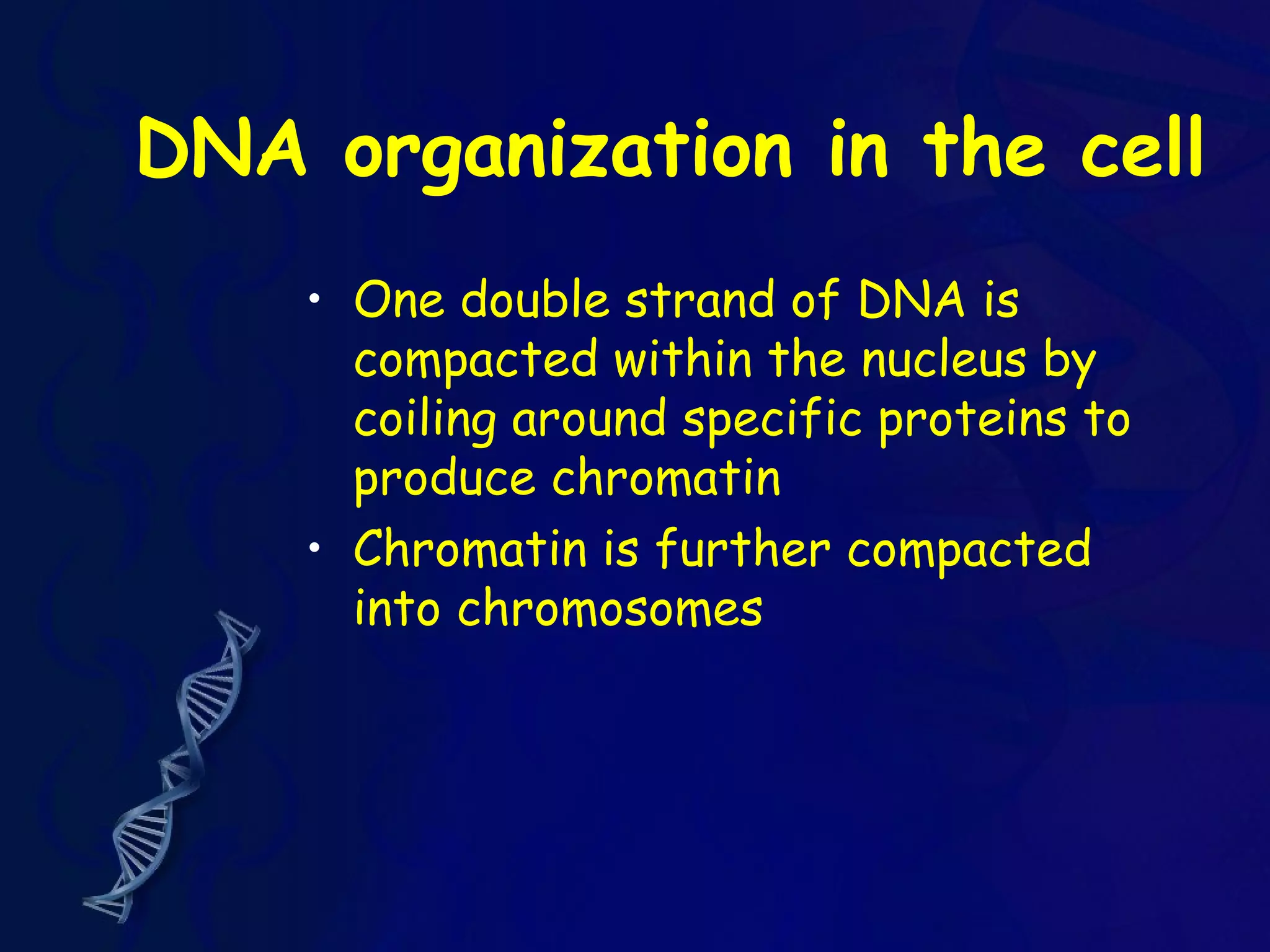 Dna and genetics_basic_power_point__1-14-11[1] | PPT