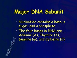 Dna and genetics_basic_power_point__1-14-11[1] | PPT