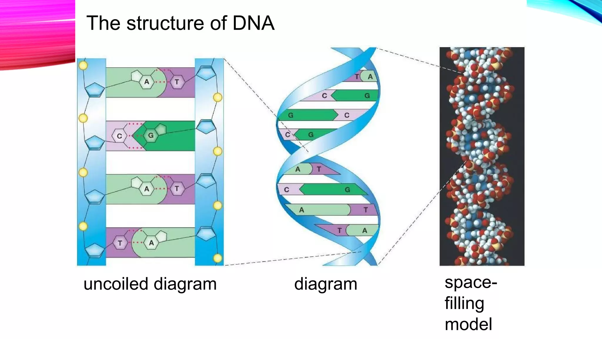 Dna and inheritance | ODP