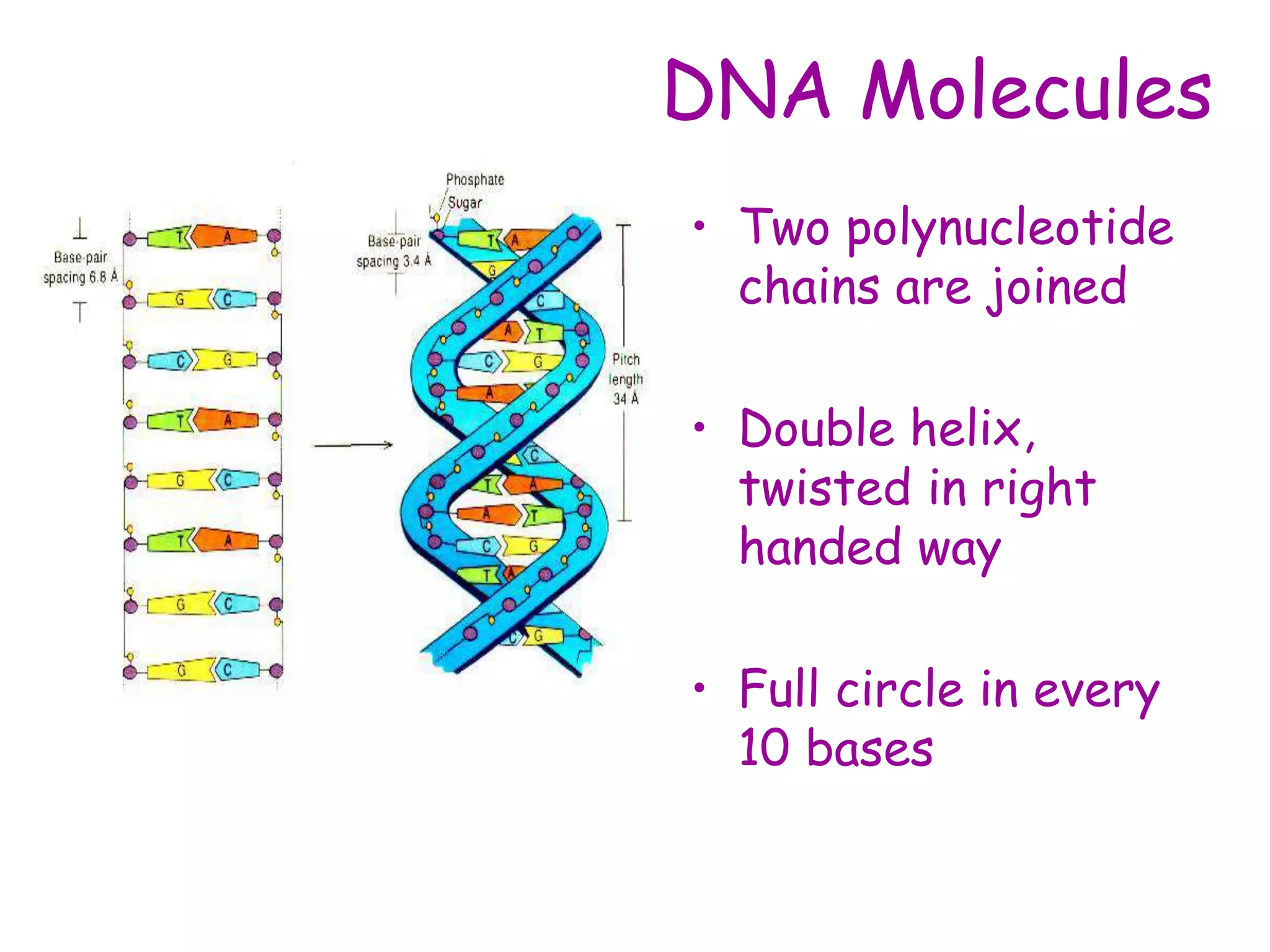 DNA_and_inheritance.ppt