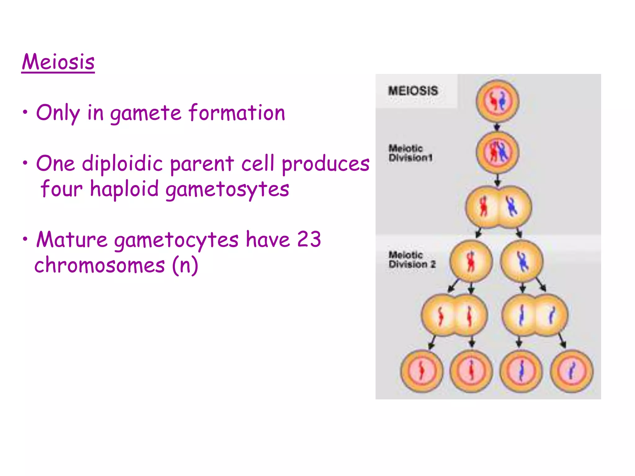 DNA_and_inheritance.ppt