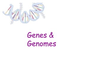DNA_and_inheritance_on_basic_human_genes.pptx