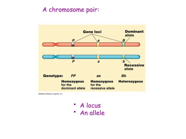 DNA_and_inheritance_on_basic_human_genes.pptx