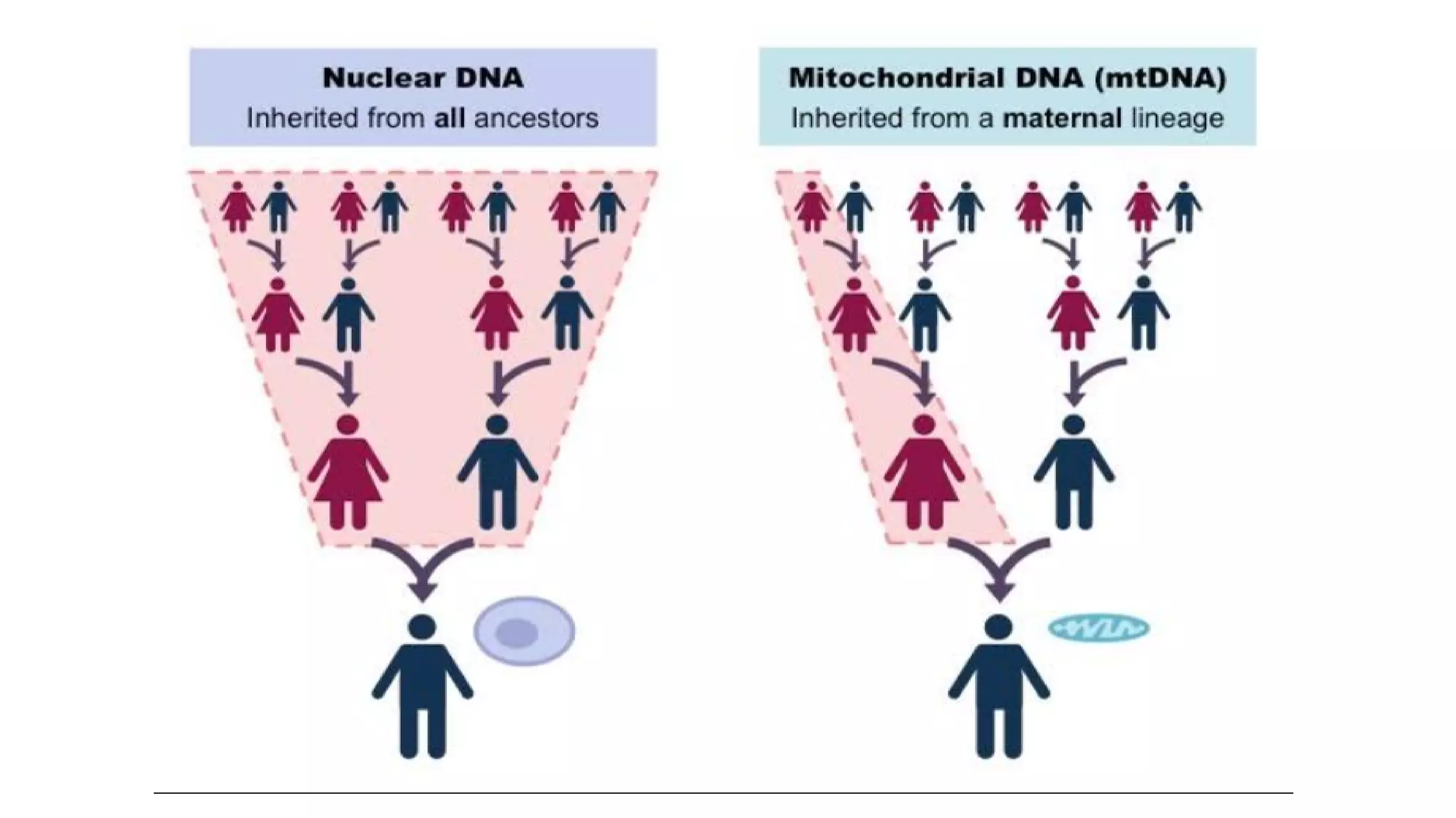DNA and it's role in inheritance pptx.pdf