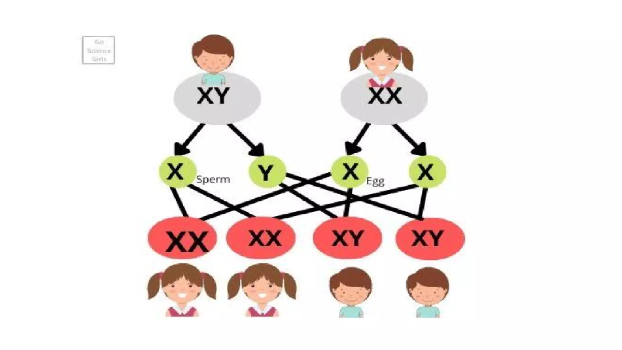 DNA and it's role in inheritance pptx.pdf