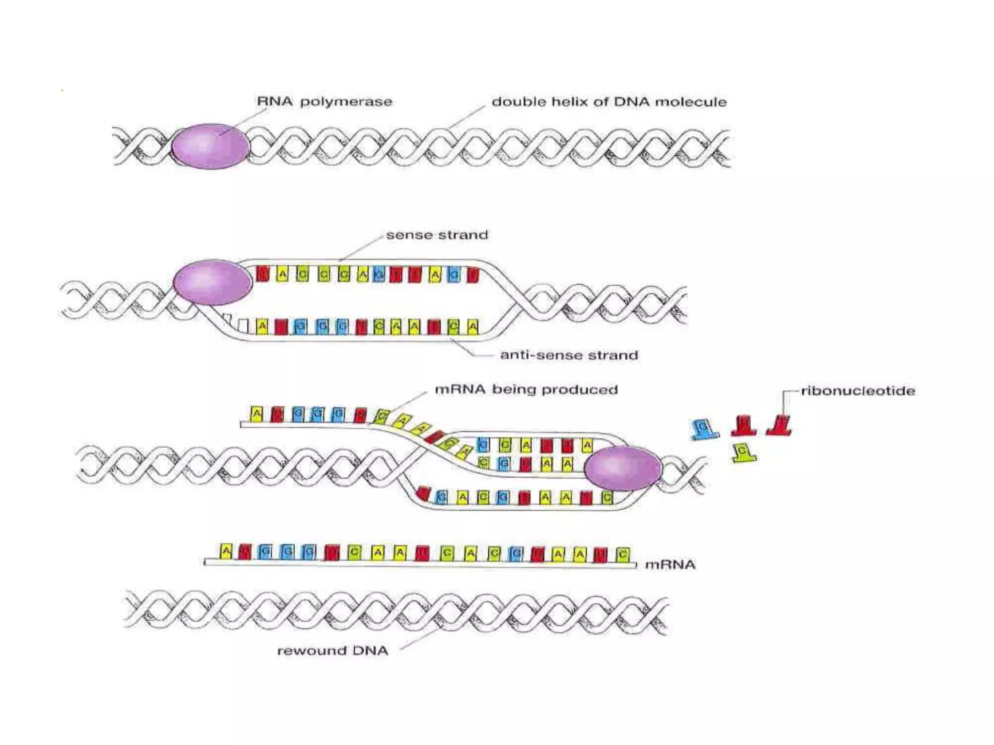 Dna and protein synthesis | PPTX