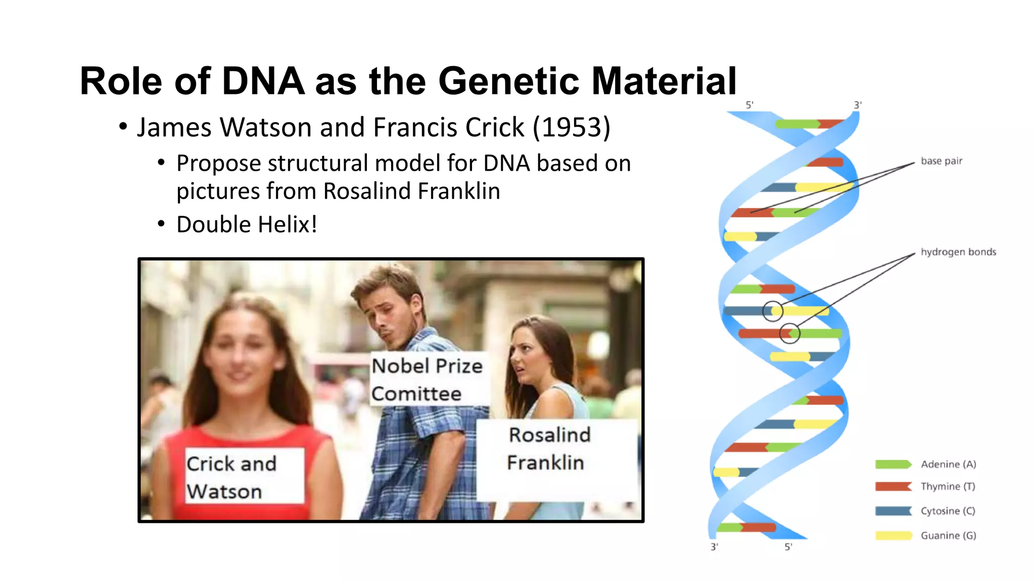 Dna and protein synthesis | PPTX