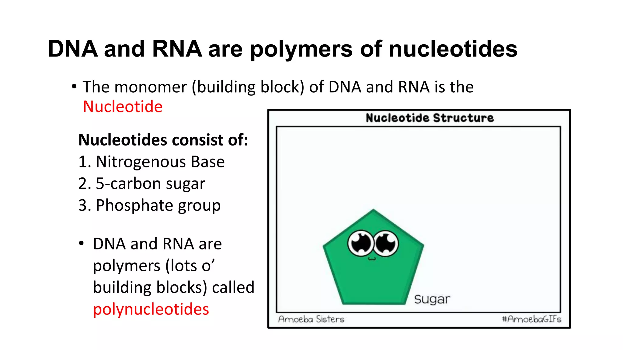 Dna and protein synthesis | PPTX