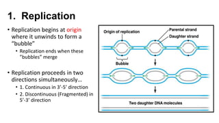Dna and protein synthesis | PPTX