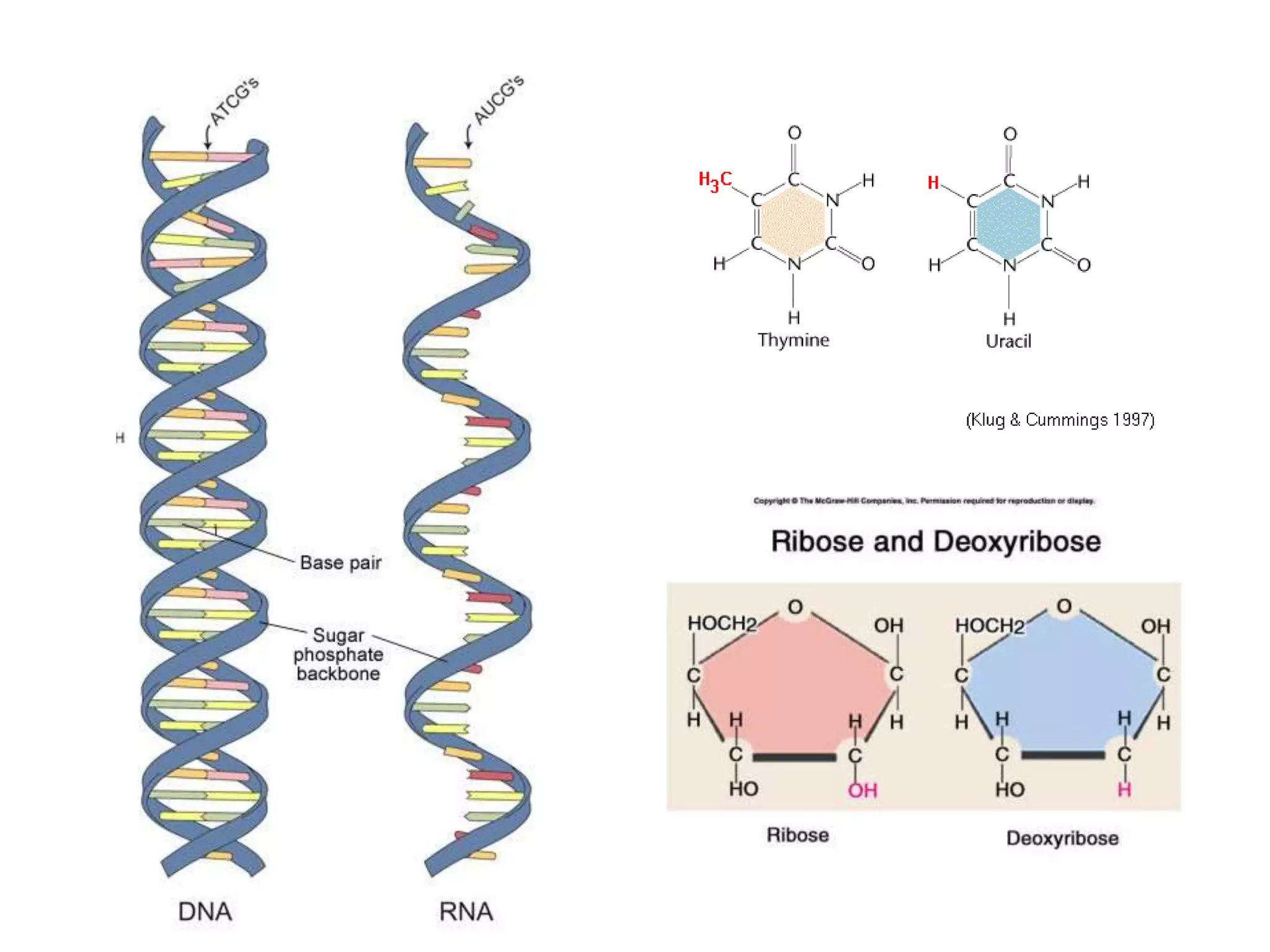 DNA and Protein Synthesis | PPT