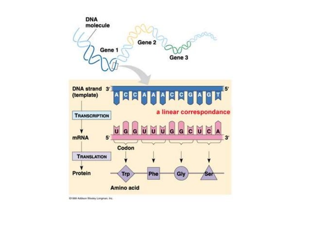 DNA and Protein Synthesis | PPT