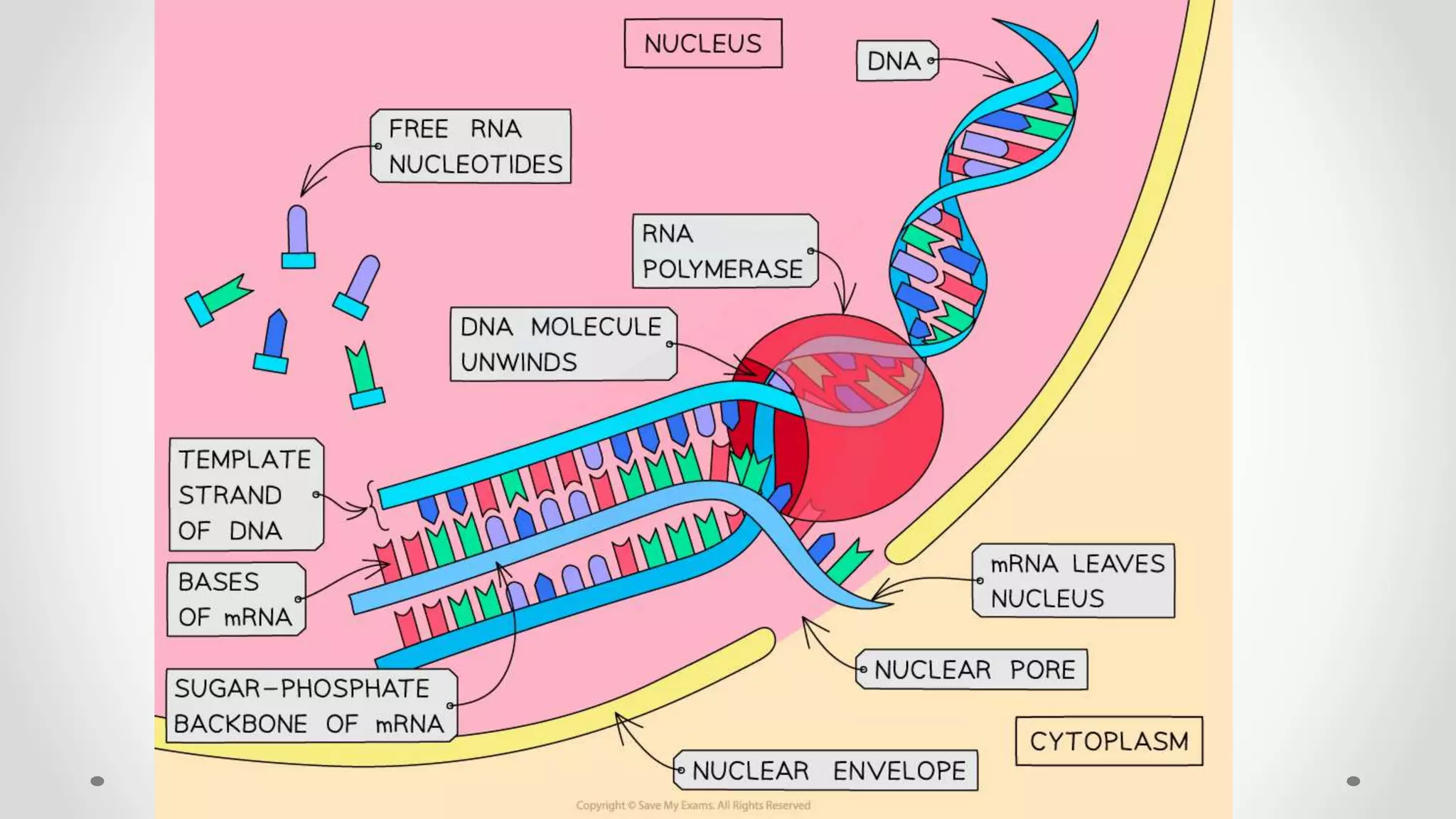 AS Biology - DNA and protein synthesis | PPT